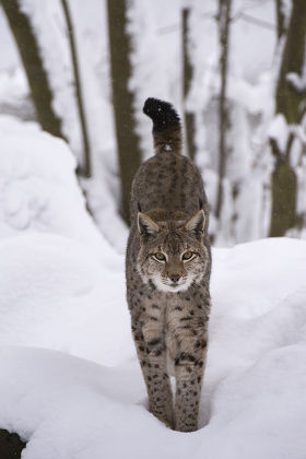 Northern Lynx Lynx Lynx Walking Through Editorial Stock Photo - Stock ...