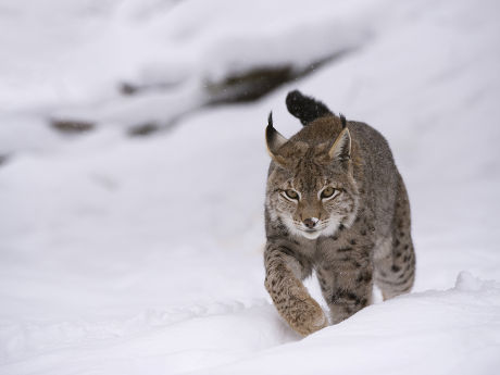 Northern Lynx Lynx Lynx Walking Through Editorial Stock Photo - Stock ...