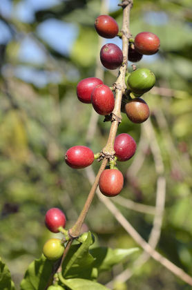 Coffee Berries Coffea Arabica State Veracruz Editorial Stock Photo ...