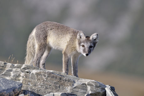 Arctic Fox Vulpes Lagopus Alopex Lagopus Editorial Stock Photo - Stock ...