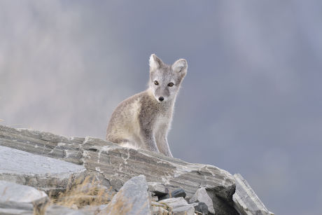 Arctic Fox Vulpes Lagopus Alopex Lagopus Editorial Stock Photo - Stock ...