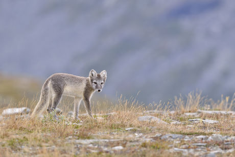 Arctic Fox Vulpes Lagopus Alopex Lagopus Editorial Stock Photo - Stock ...