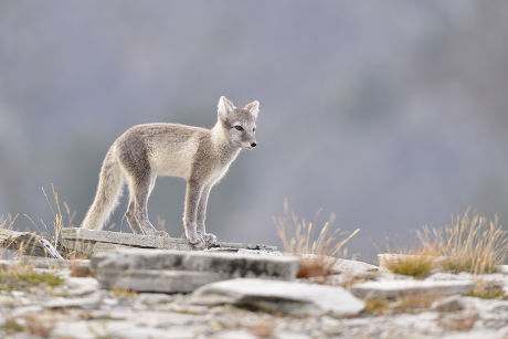 Arctic Fox Vulpes Lagopus Alopex Lagopus Editorial Stock Photo - Stock ...