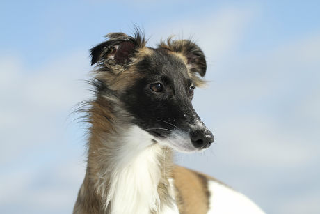 Silken Windsprite Whippet Snow Rhinelandpalatinate Germany Editorial ...