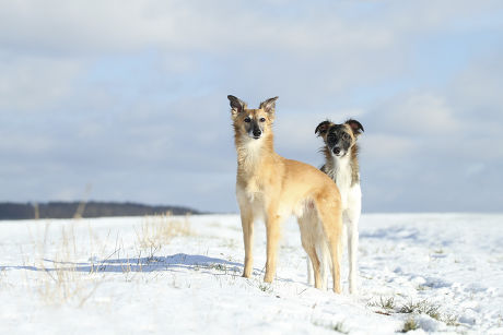 Silken Windsprite Whippets Dog Standing Snow Editorial Stock Photo ...