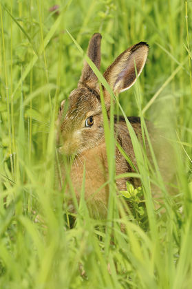 250 Rabbit ear Stock Pictures, Editorial Images and Stock Photos ...