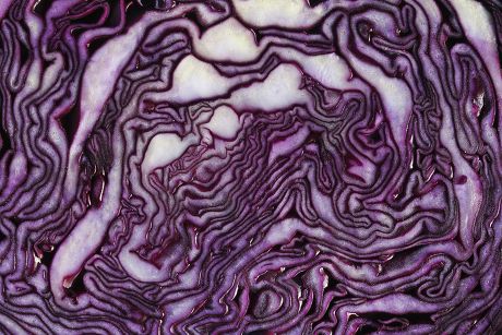 250 Blue cabbage Stock Pictures, Editorial Images and Stock Photos ...