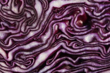 250 Blue cabbage Stock Pictures, Editorial Images and Stock Photos ...