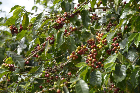 250 Coffee bush Stock Pictures, Editorial Images and Stock Photos ...