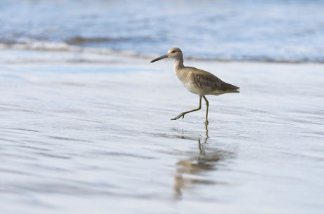 Willet Tringa Semipalmata Wading On Beach Editorial Stock Photo - Stock ...