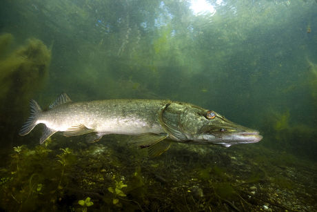 51 Pickerel Stock Pictures, Editorial Images and Stock Photos ...