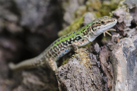 Italian Wall Lizard Podarcis Siculus Tuscany Editorial Stock Photo ...