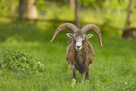 Mouflon Ovis Ammon Musimon Ram Pronounced Editorial Stock Photo - Stock ...