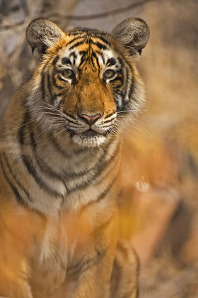 Head Shot Subadult Tiger Panthera Tigris Editorial Stock Photo - Stock ...