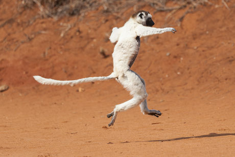 79 Monkey jumps Stock Pictures, Editorial Images and Stock Photos ...