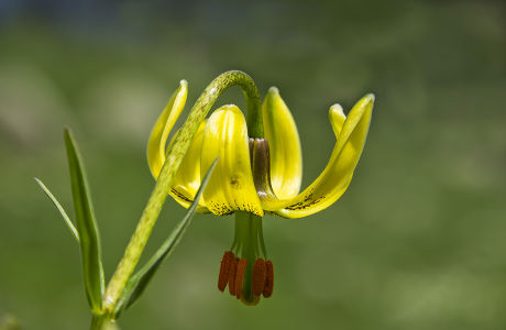 Endemic Pyrenean Lily Lilium Pyrenaicum Catalonia Editorial Stock Photo ...
