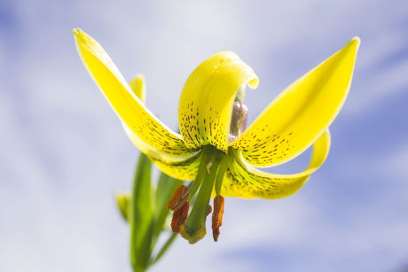 Endemic Pyrenean Lily Lilium Pyrenaicum Catalonia Editorial Stock Photo ...