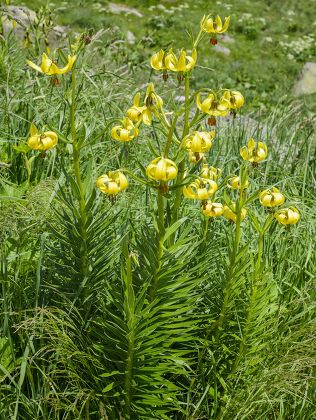 Endemic Pyrenean Lilies Lilium Pyrenaicum Catalonia Editorial Stock ...