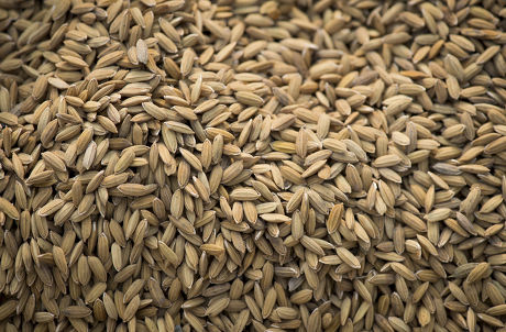 Rice Grains Pokkali Rice Kerala India Editorial Stock Photo - Stock ...