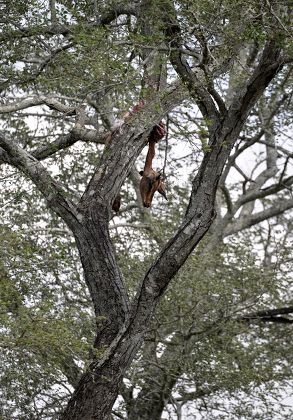 Dead Impala Aepyceros Melampus Prey Leopard Editorial Stock Photo ...