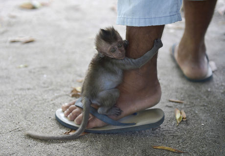 250 Monkey clings Stock Pictures, Editorial Images and Stock Photos ...