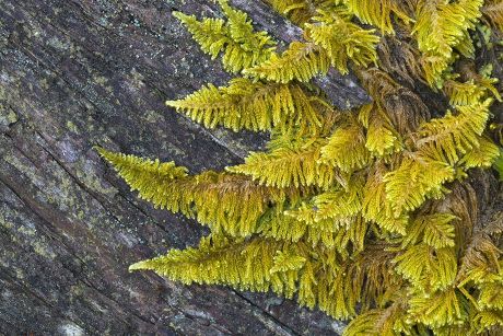 CURLED HOOK-MOSS CRATONEURON COMMUTATUM LECH VALLEY Editorial Stock ...