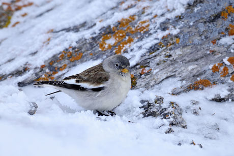 Whitewinged Snowfinch Snowfinch Montifringilla Nivalis Canton Editorial ...