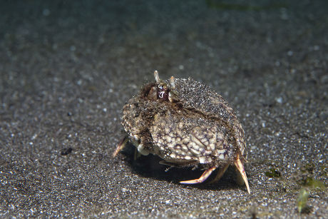 Smooth Box Crab Calappa Hepatica Secret Editorial Stock Photo - Stock ...