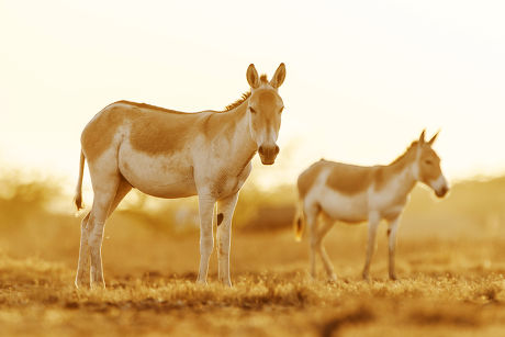 Two Onagers Asiatic Wild Asses Equus Editorial Stock Photo - Stock ...