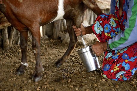 81 Milk bucket Stock Pictures, Editorial Images and Stock Photos ...