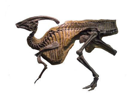 75 Paleontologic Stock Pictures, Editorial Images and Stock Photos ...