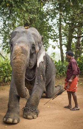 Asian Elephant Elephas Maximus Working Elephant Editorial Stock Photo ...