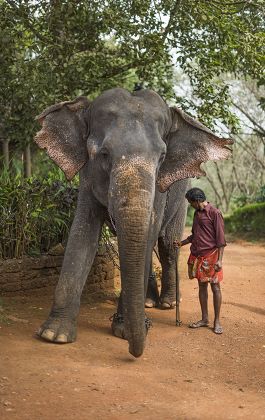 Asian Elephant Elephas Maximus Working Elephant Editorial Stock Photo ...
