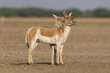 Onagers Asiatic Wild Asses Equus Hemionus Editorial Stock Photo - Stock ...