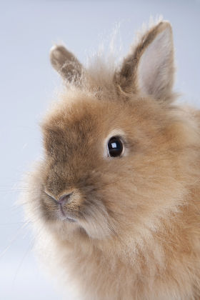 500 Dwarf rabbit Stock Pictures, Editorial Images and Stock Photos ...