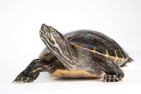 Yellowbellied Slider Trachemys Scripta Scripta Editorial Stock Photo ...
