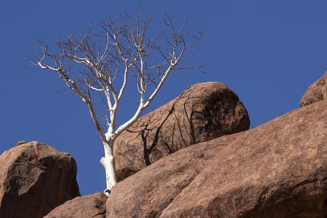 Shepherds Tree Boscia Albitrunca Between Two Editorial Stock Photo ...