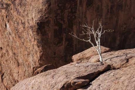 Shepherds Tree Boscia Albitrunca Between Rocks Editorial Stock Photo ...