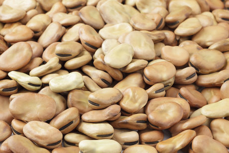65 Fava bean Stock Pictures, Editorial Images and Stock Photos ...
