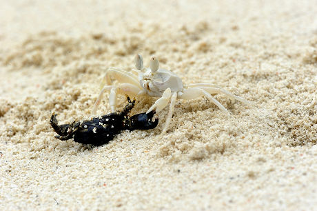 4 Hippoidea Stock Pictures, Editorial Images and Stock Photos ...