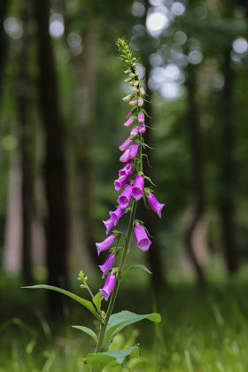 Red Foxglove Digitalis Purpurea Arnsberg Forest Editorial Stock Photo ...