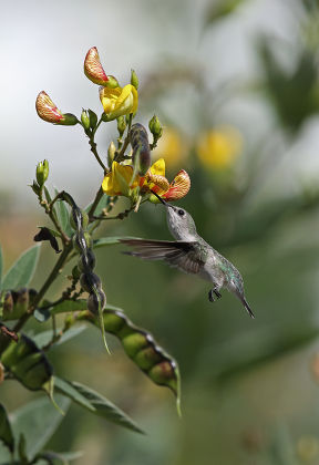 Vervain Hummingbird Mellisuga Minima Minima Adult Editorial Stock Photo ...