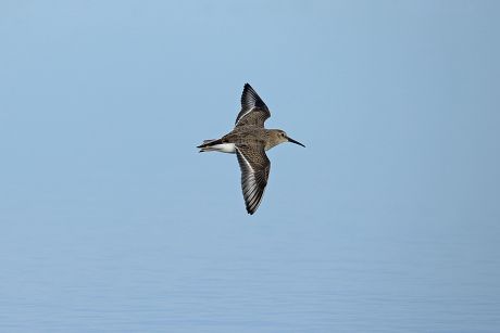Dunlin Calidris Alpina Adult Moulting Into Editorial Stock Photo ...