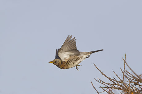 Fieldfare Turdus Pilaris Adult Flight Taking Editorial Stock Photo ...