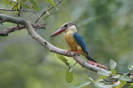 7 Halcyon capensis Stock Pictures, Editorial Images and Stock Photos ...
