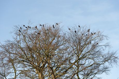 Rook Corvus Frugilegus Flock Roosting On Editorial Stock Photo - Stock ...