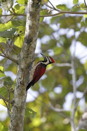 Blackrumped Flameback Dinopium Benghalense Adult Male Editorial Stock ...