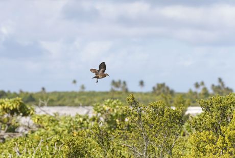 Tuamotu Sandpiper Prosobonia Parvirostris Adult Flight Editorial Stock ...