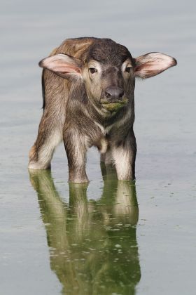58 Baby water buffalo Stock Pictures, Editorial Images and Stock Photos ...