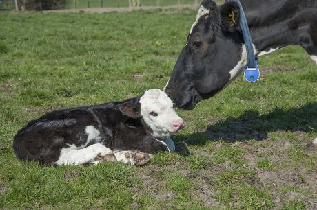 Domestic Cattle Holstein Friesian Dairy Cow Editorial Stock Photo ...
